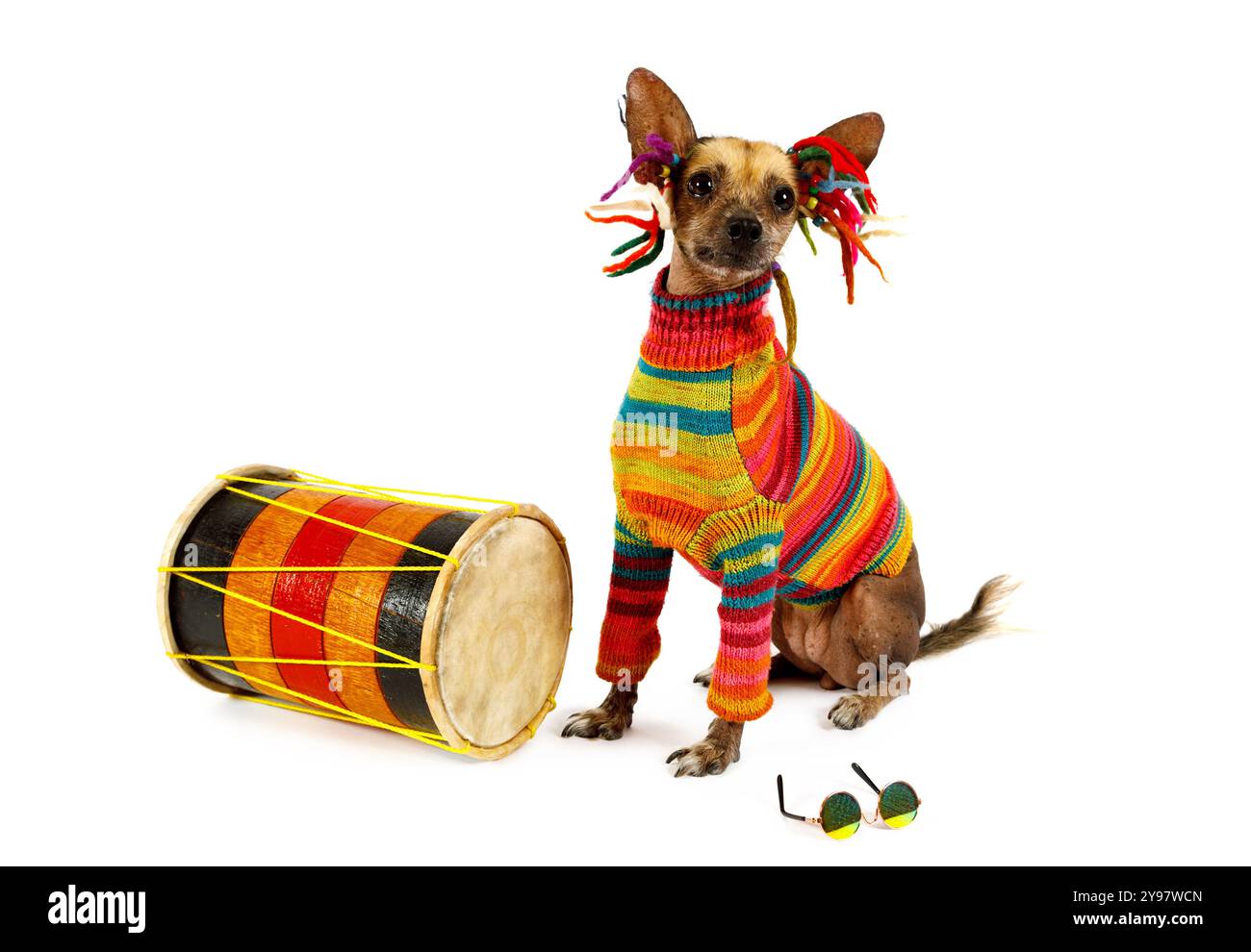 Xoloitzcuintli dog in clothes of a Rastafarian sitting next to the drum ...