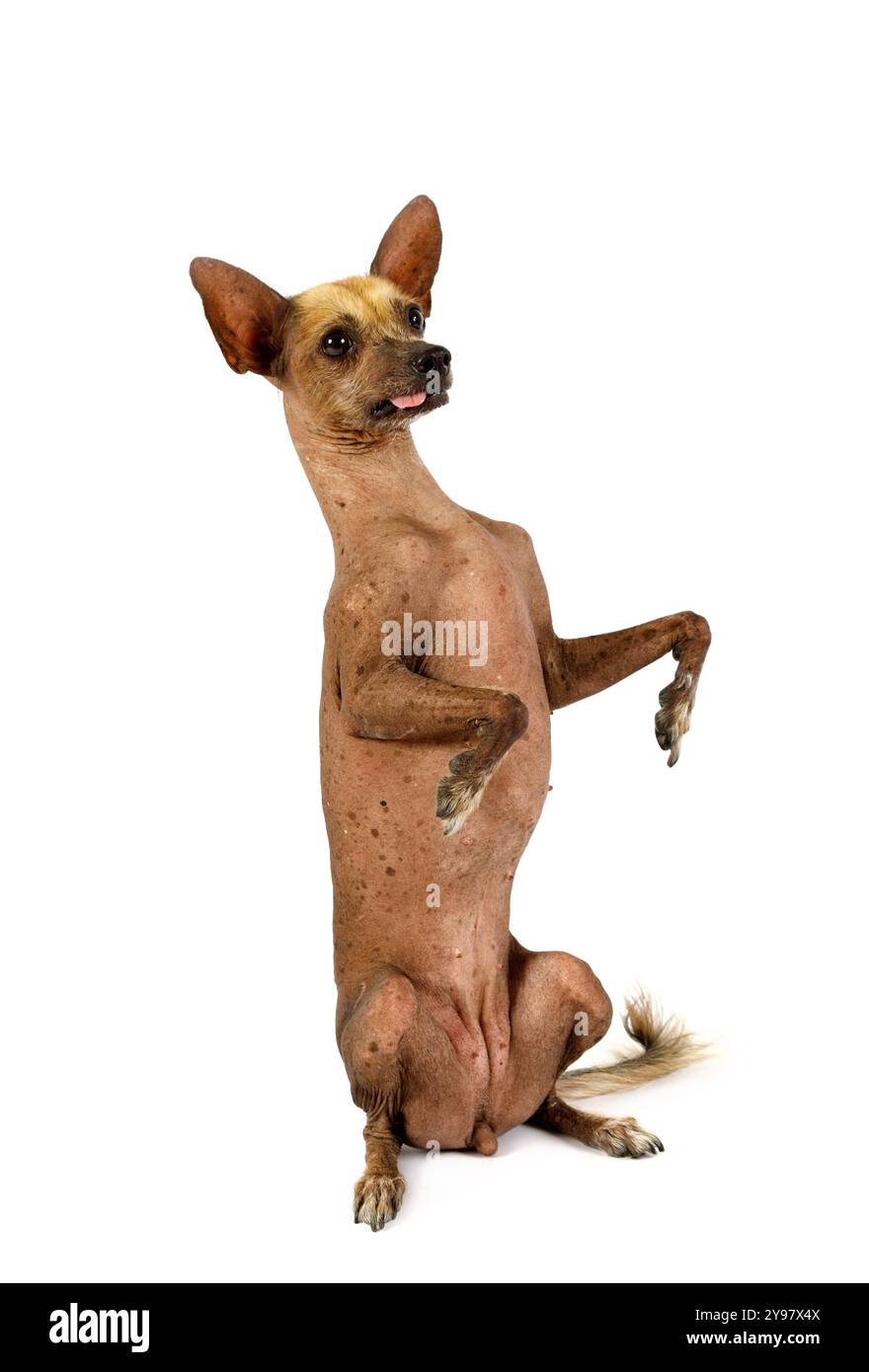 Cute Xoloitzcuintli dog standing up on its hind legs isolated on a ...