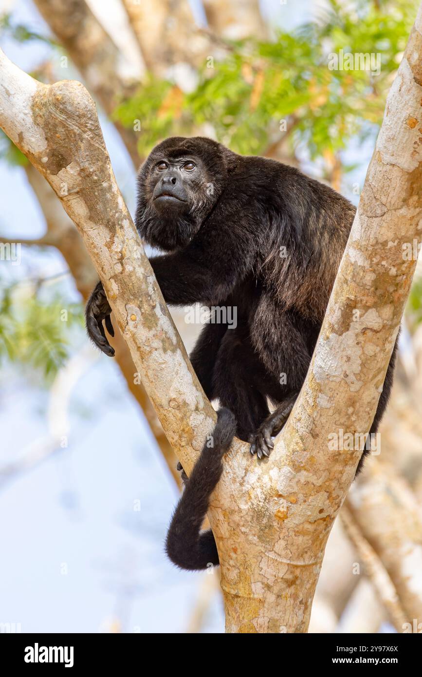 Mantled howler monkey in tree in Costa Rica central America Stock Photo ...