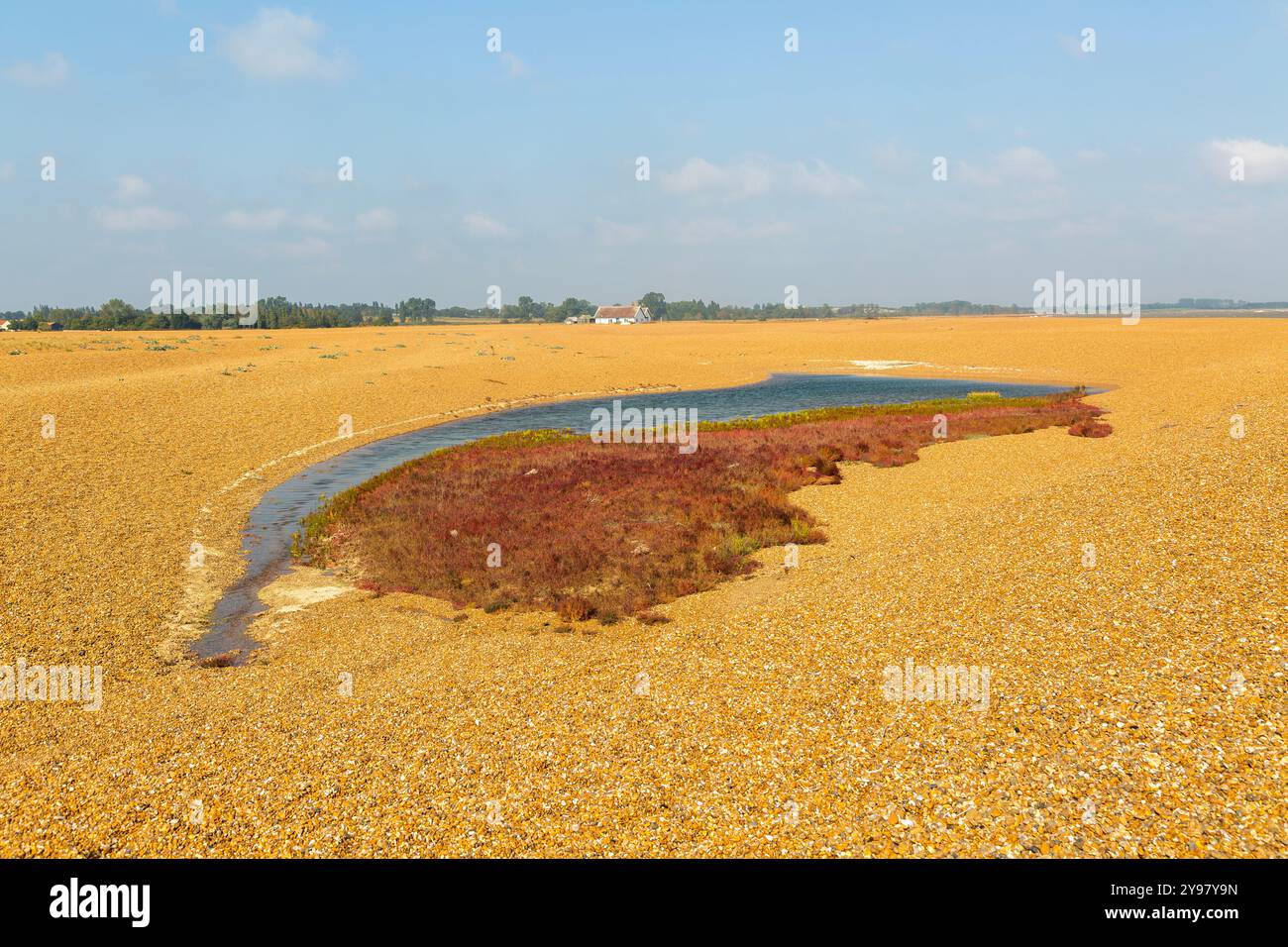 Vegetation colonising lagoon formed on beach at Shingle Street ...