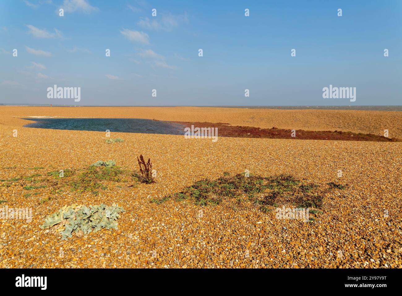 Vegetation colonising lagoon formed on beach at Shingle Street ...