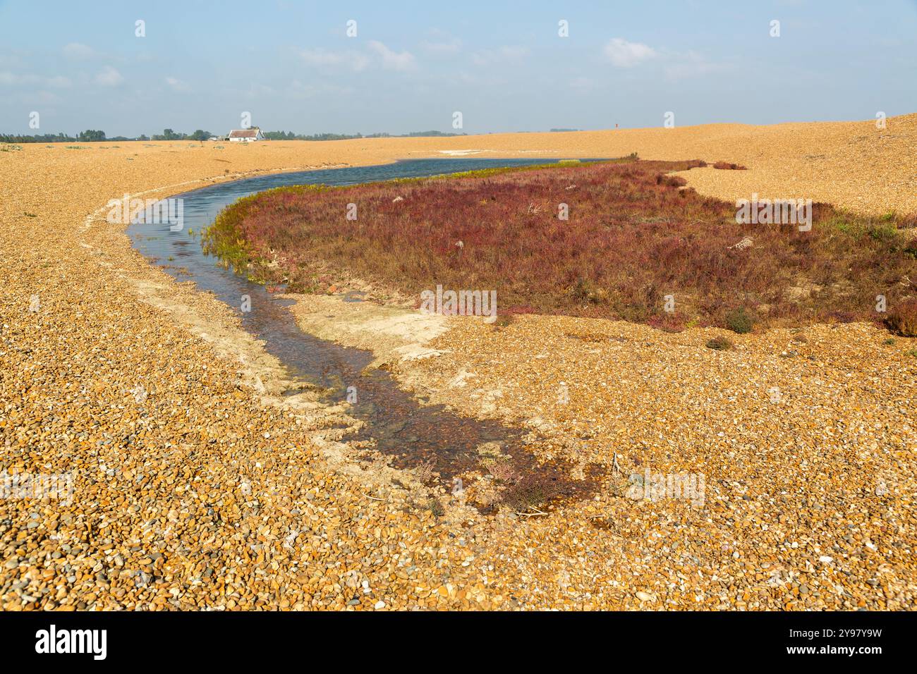 Vegetation colonising lagoon formed on beach at Shingle Street ...