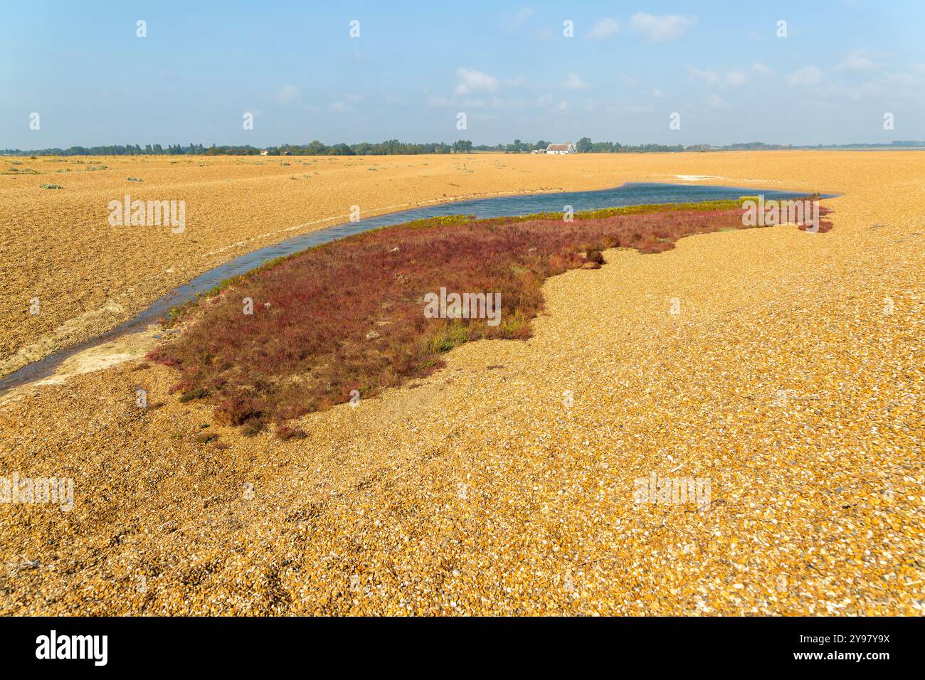 Vegetation colonising lagoon formed on beach at Shingle Street ...