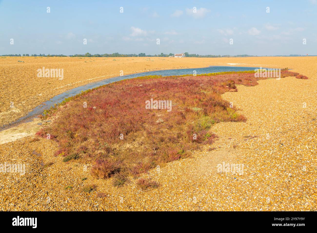Vegetation colonising lagoon formed on beach at Shingle Street ...