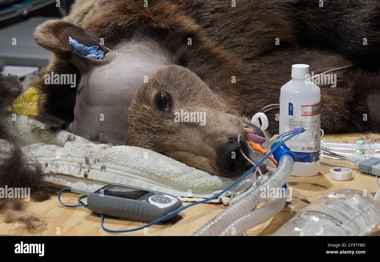 Boki, a two-year-old brown bear is prepared ahead of surgery by ...