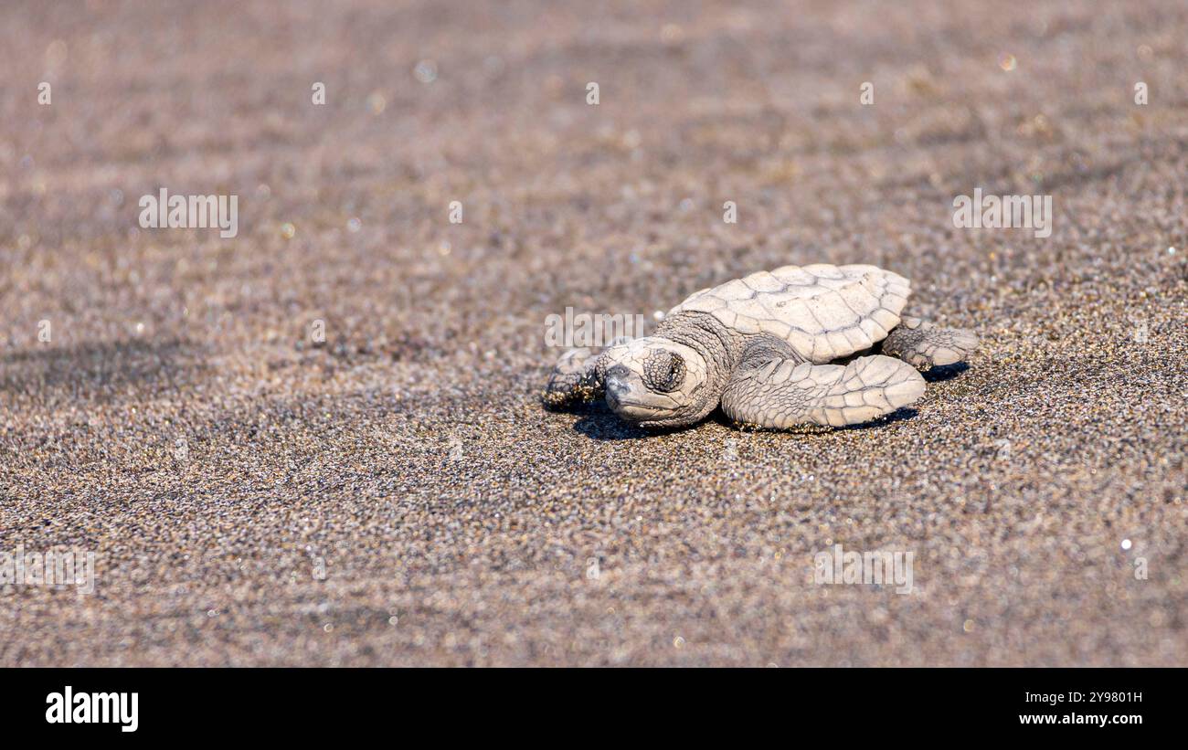 View of newborn baby hawksbill sea turtle (Eretmochelys imbricata ...