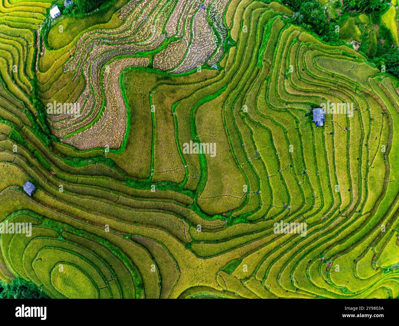 Drone aerial view of rice terrace field in harvest season,Green ...