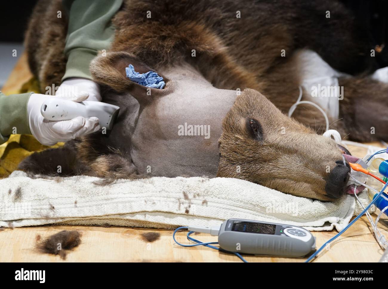 Boki, a two-year-old brown bear is prepared ahead of surgery by ...