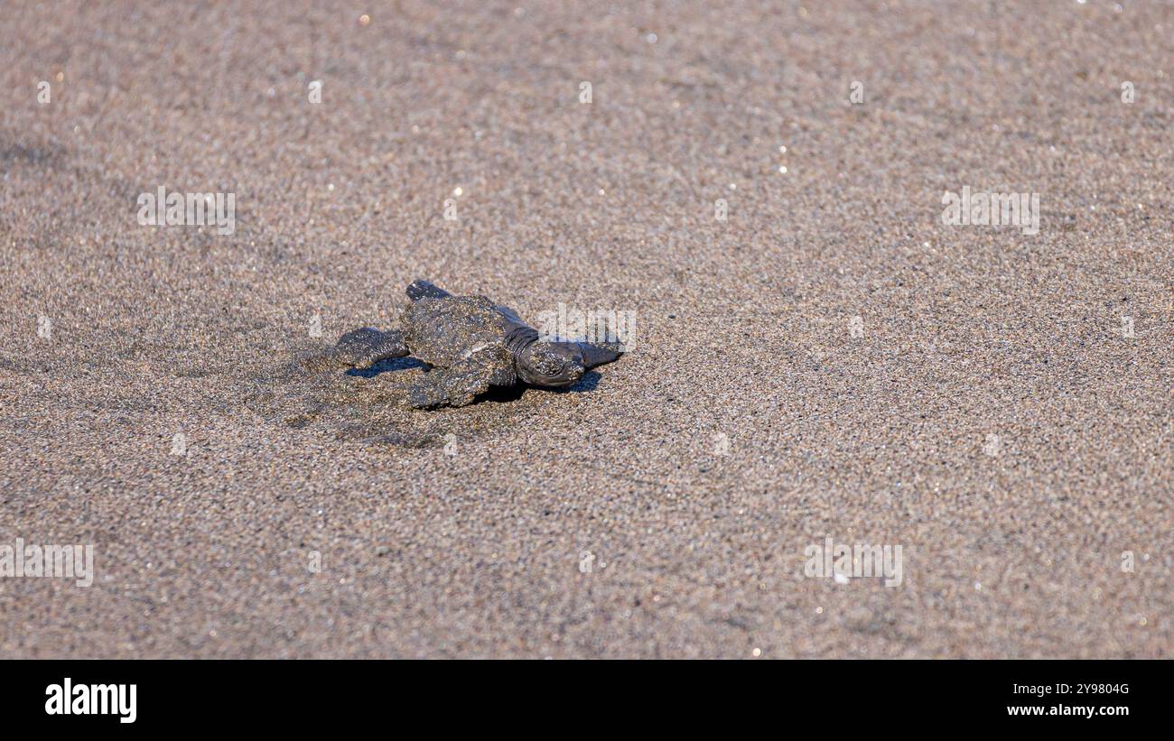 View of newborn baby hawksbill sea turtle (Eretmochelys imbricata ...