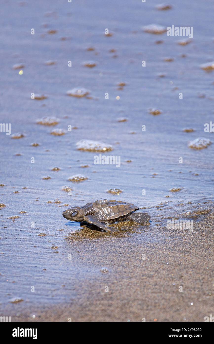 View of newborn baby hawksbill sea turtle (Eretmochelys imbricata ...