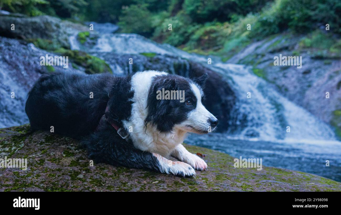 My border collie rests peacefully on a moss-covered rock beside the ...