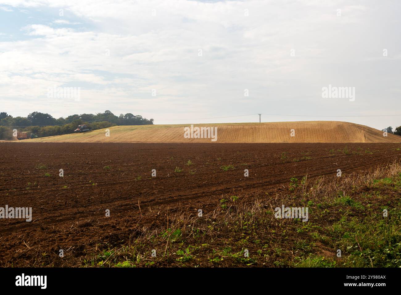 Silage clamp of sweetcorn maize in field stored for biofuel, Alderton ...