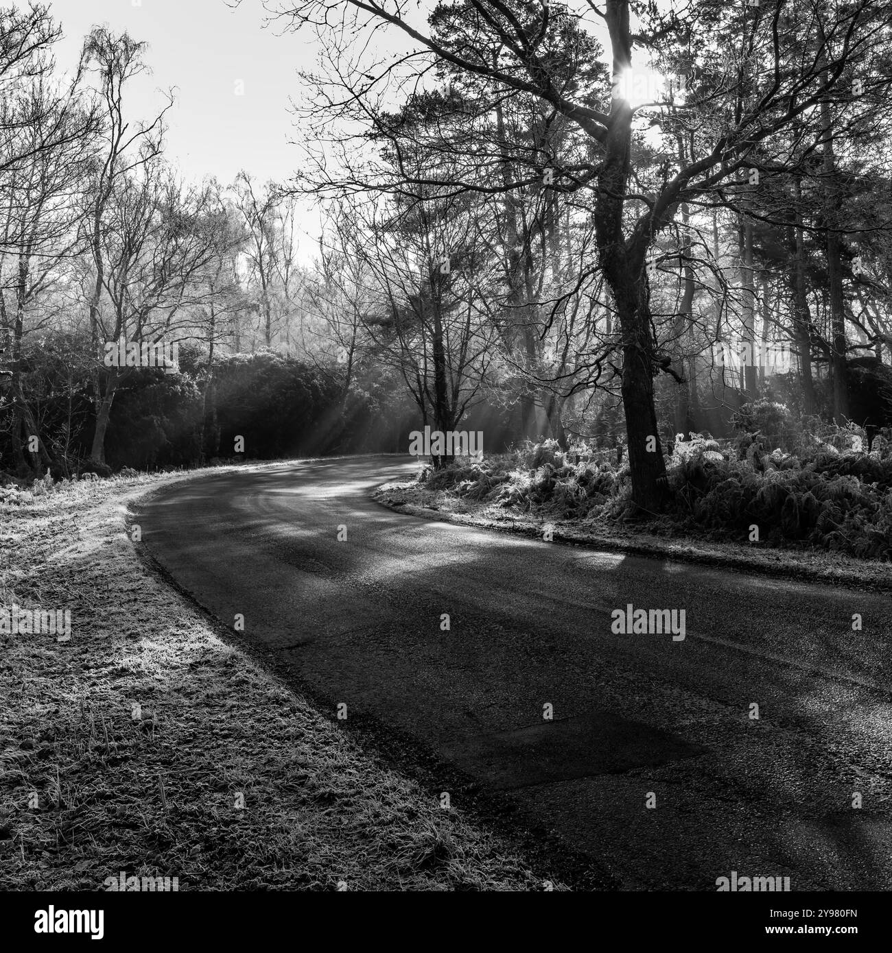 Black bream Black and White Stock Photos & Images - Alamy