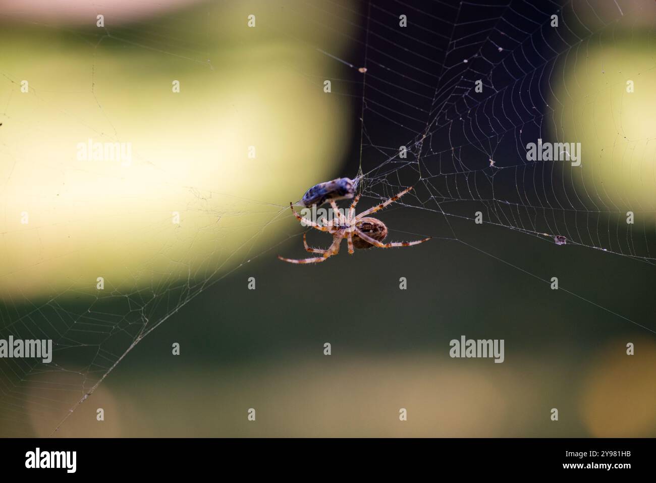 Spider Catching Prey- Capture the moment a spider catches its prey in ...