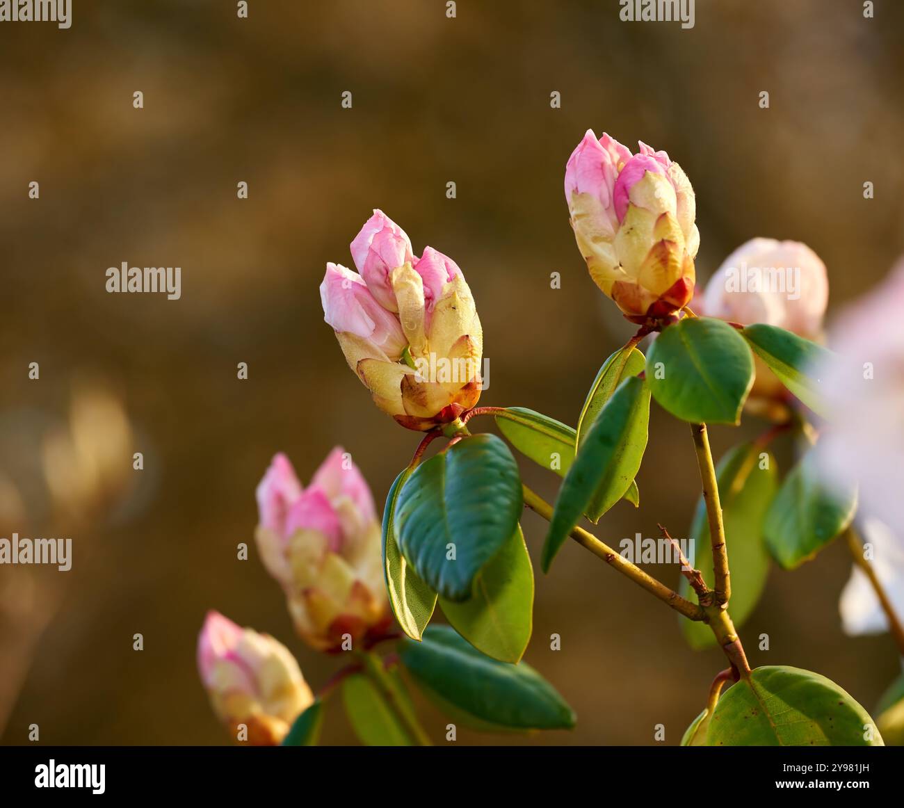 Forest, flowers and nature with species for sustainability, environment ...