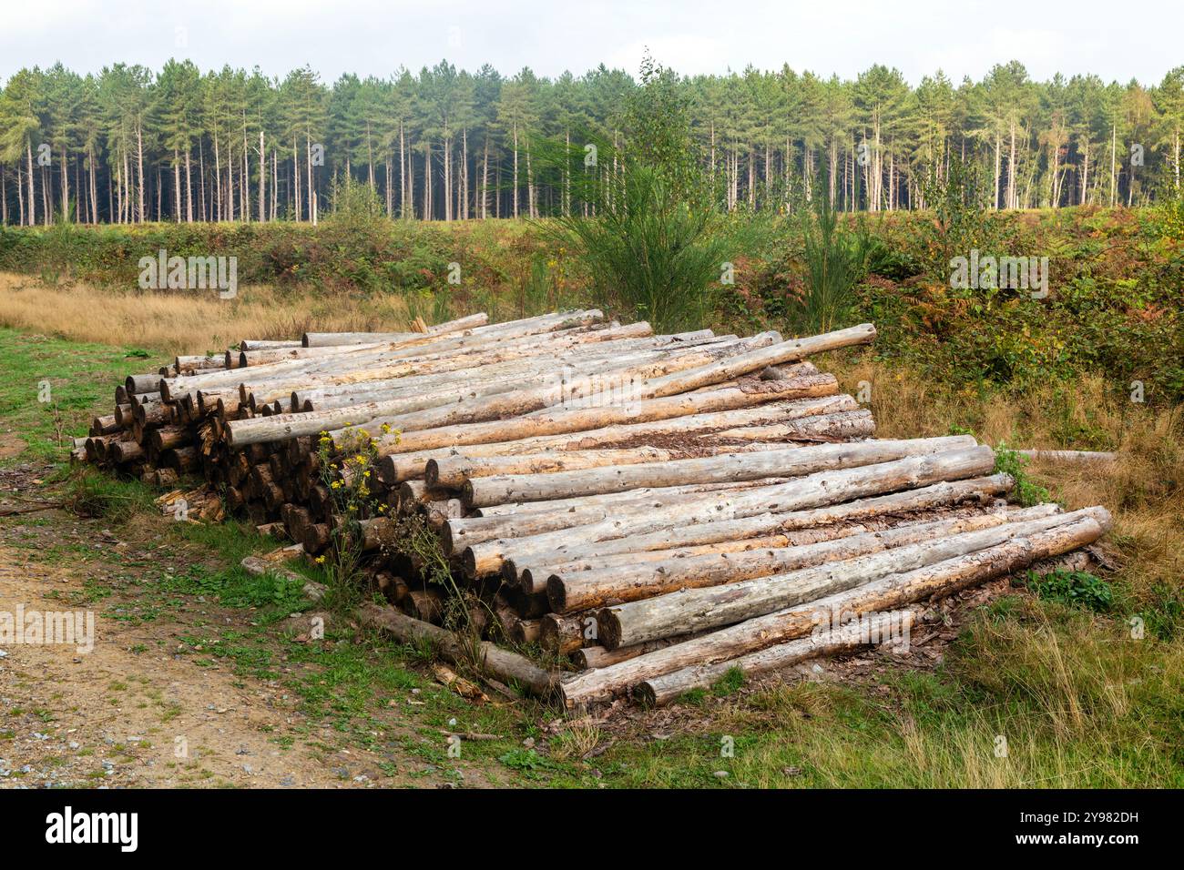 Pile of felled tree logs with conifer forestry plantation in background ...