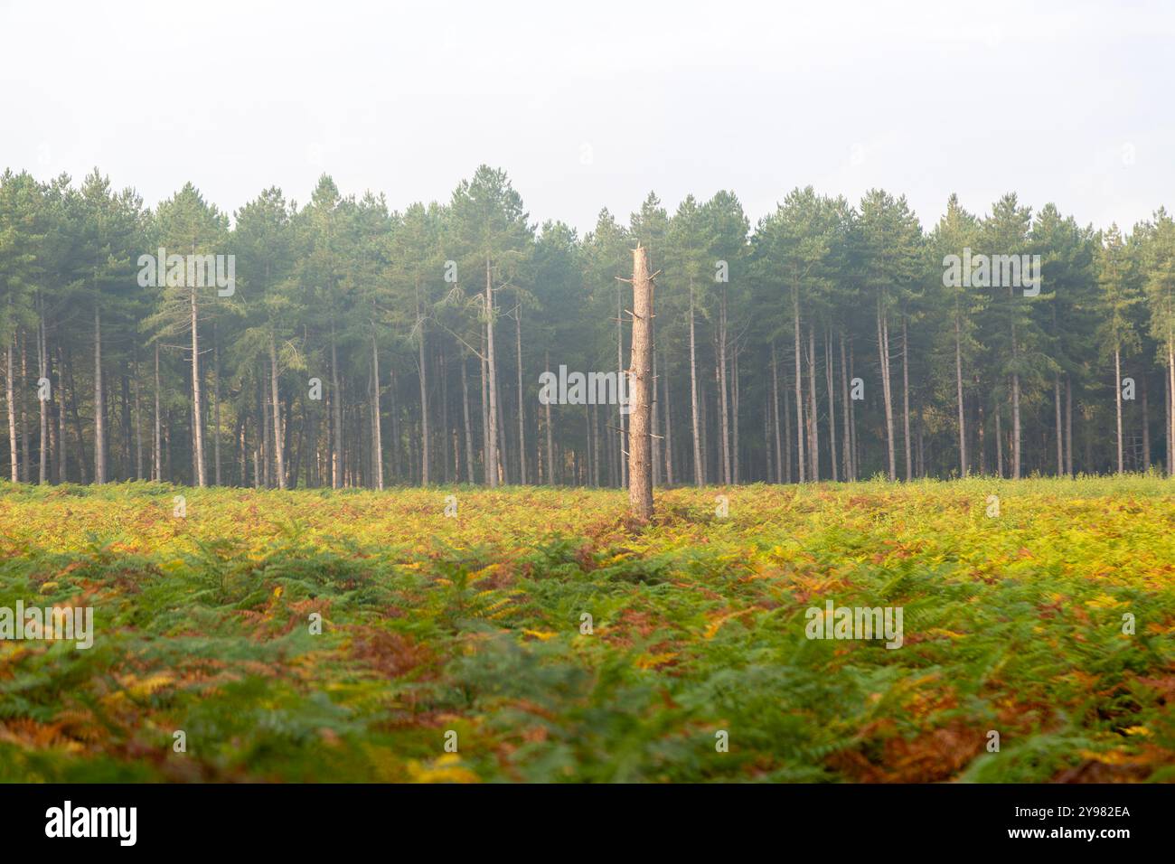 An area of cleared trees with coniferous trees in background ...