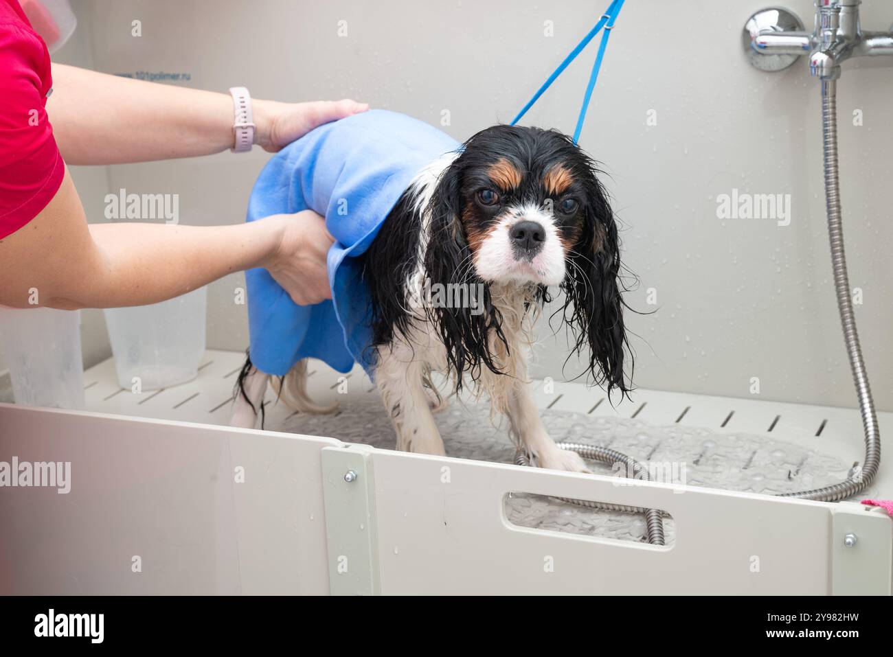 Funny portrait of Cavalier King Charles spaniel dog taking shower with ...