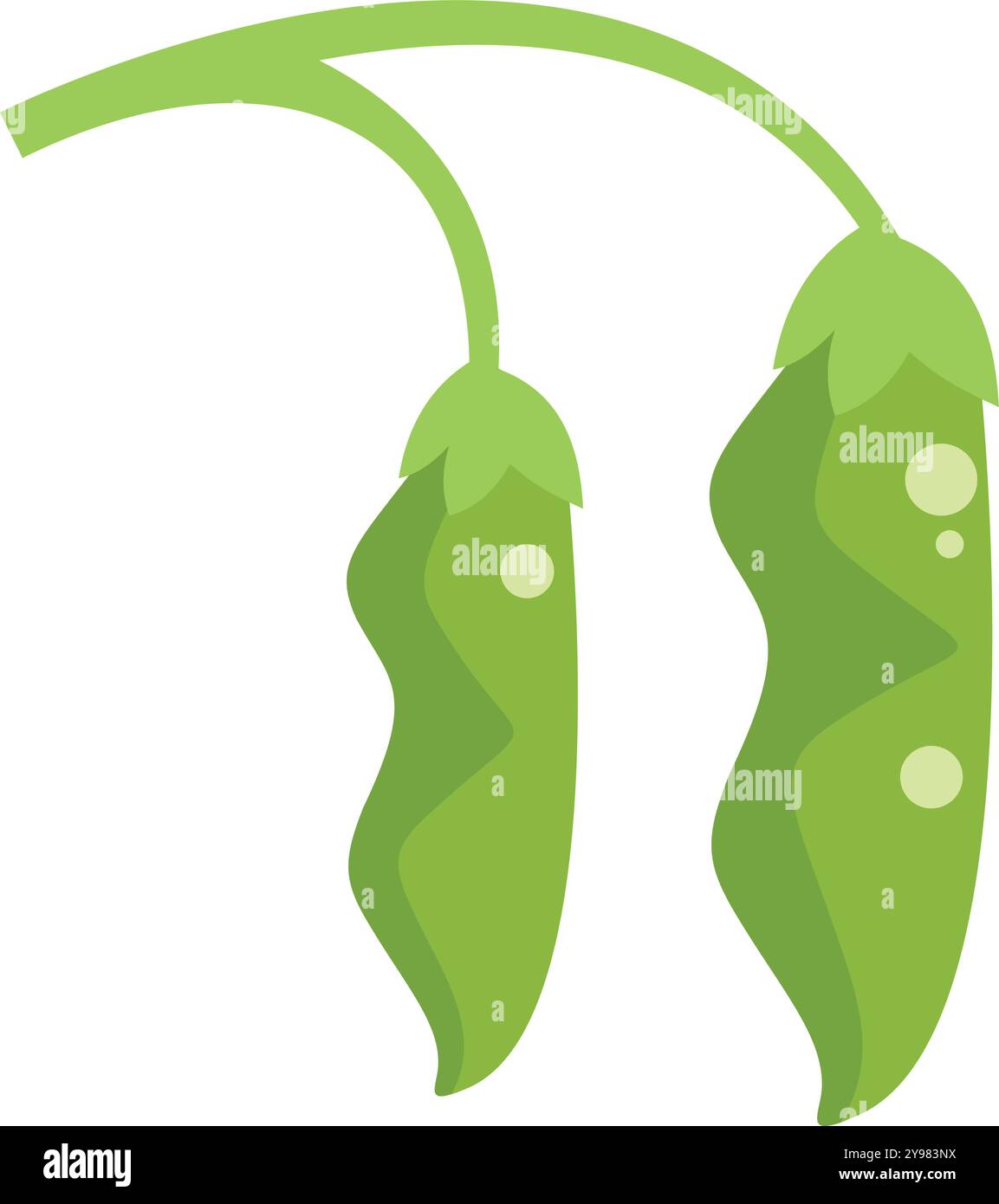 Simple vector illustration of two green pea pods hanging on a stem ...