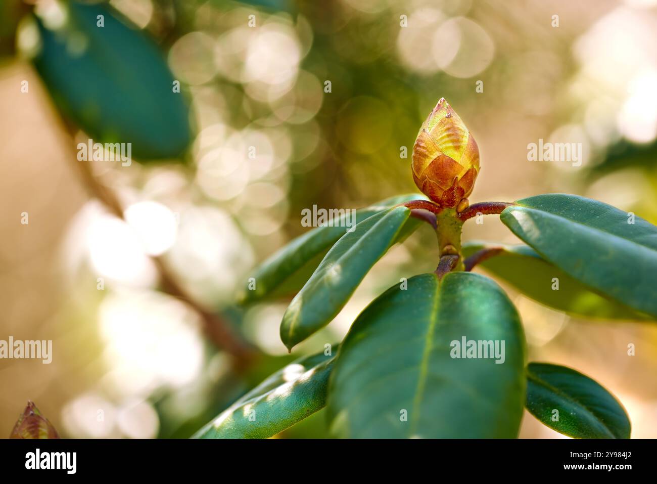 Flower, plant and garden in nature bud with spring bloom, vibrant ...