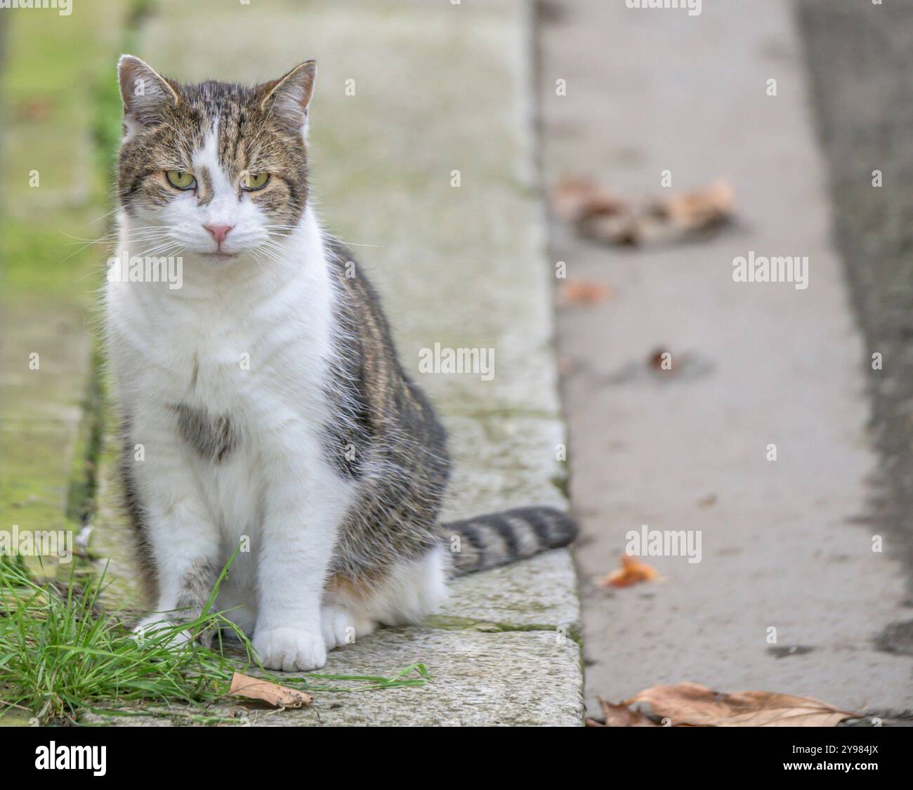 Larry the Cat - Chief Mouser to the Cabinet Office since 2011 - in ...