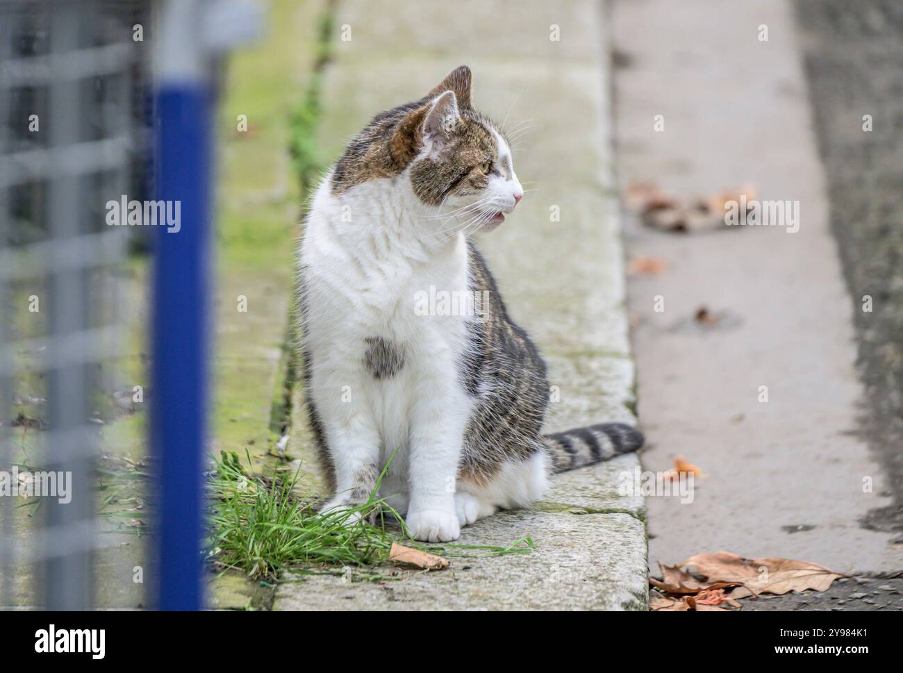Larry the Cat - Chief Mouser to the Cabinet Office since 2011 - in ...