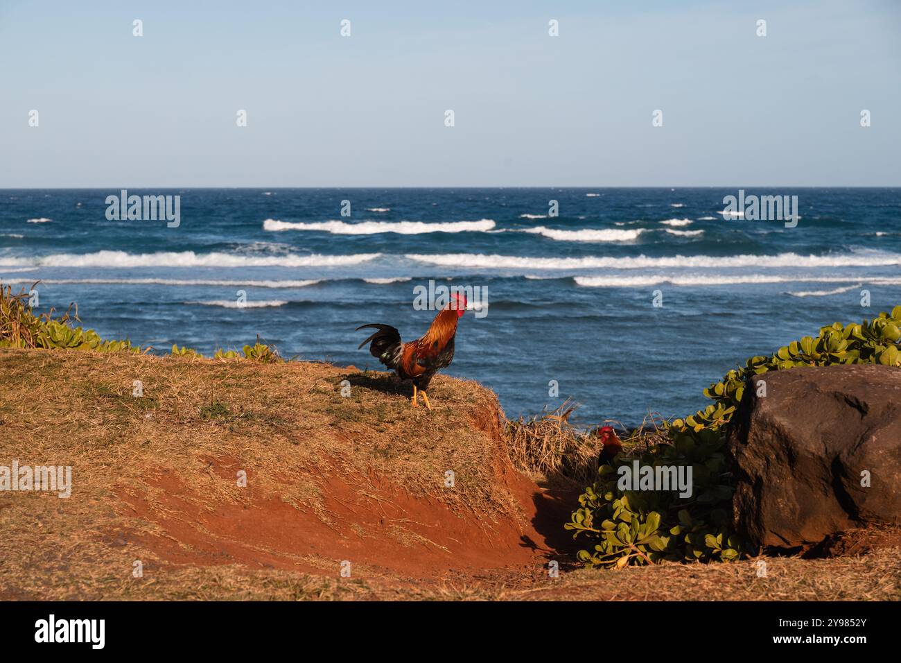 Typical wild rooster spotted on Hawaiian coastline on the island of ...