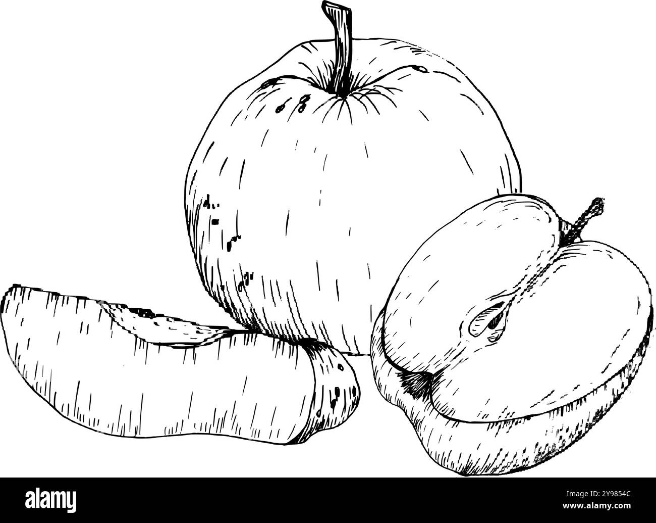 Ink apple fruit, half piece and slice hand drawn graphics. Vector ...