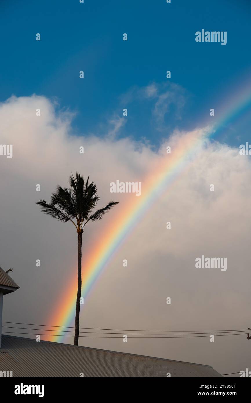 Colourful rainbow after a short rainfall on a Hawaiian island with palm ...