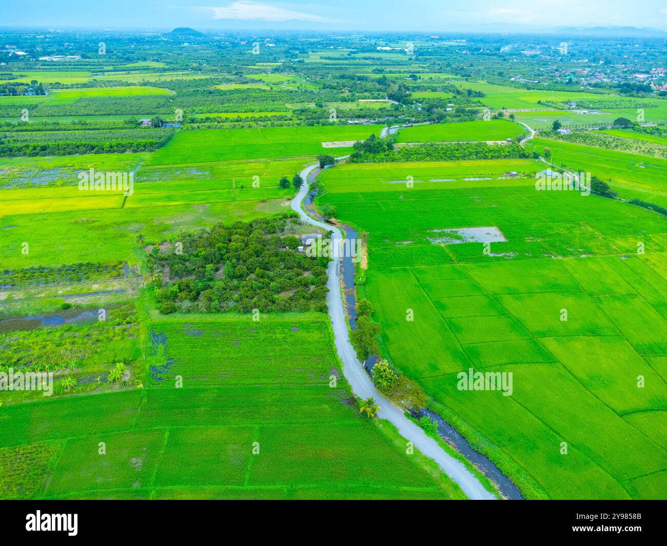 Aerial view of rural rice fields with irrigation canals. A peaceful ...