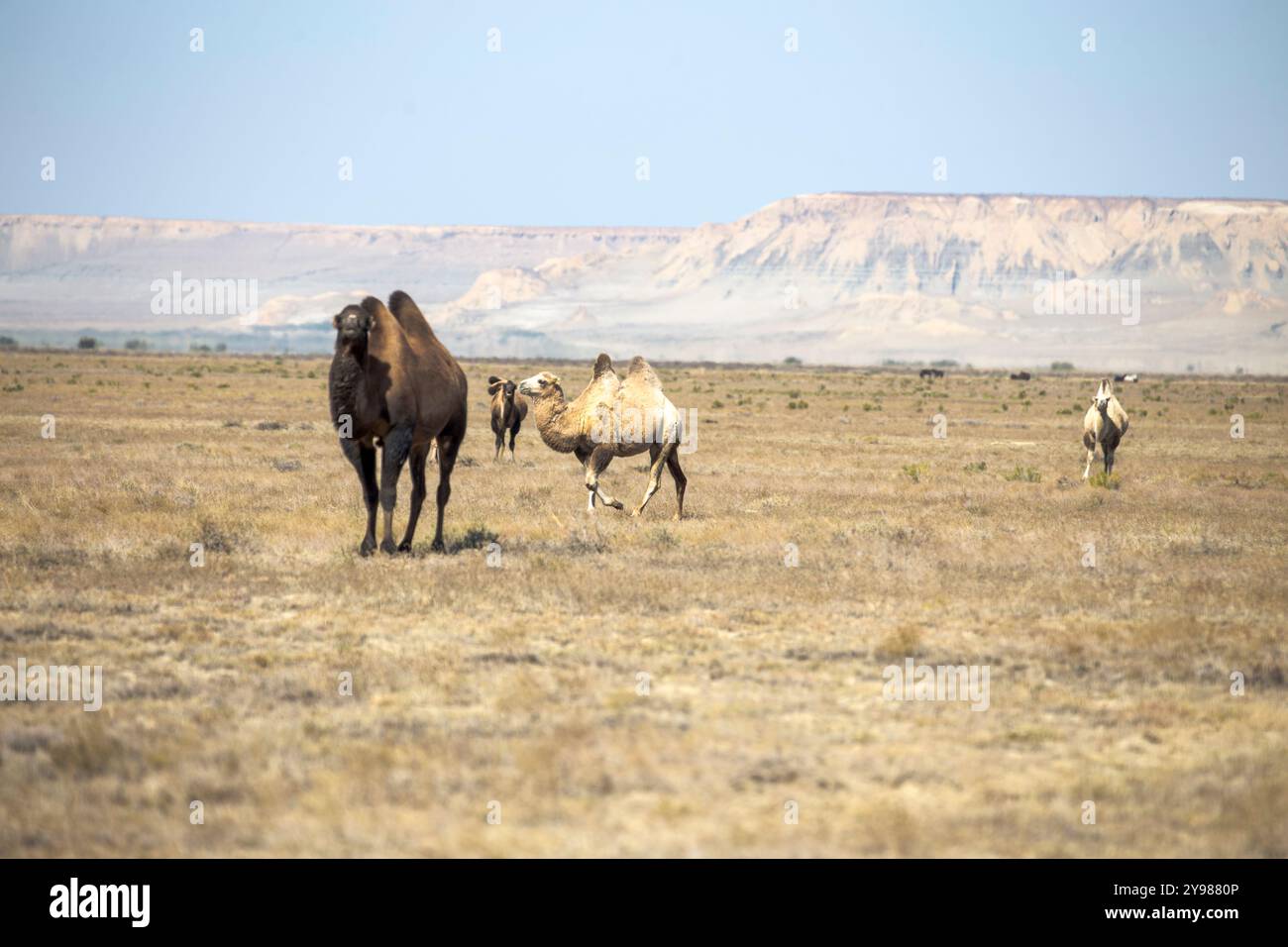 A man-made disaster Stock Photo - Alamy