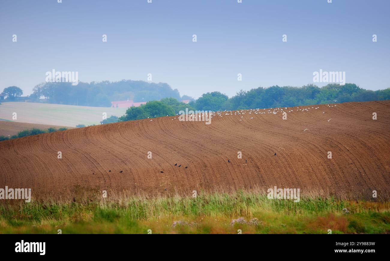 Field, farming and nature with plough lines for seeds, birds and ...