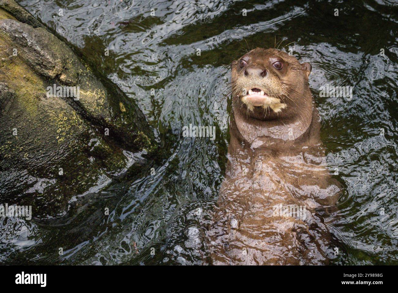 Giant otter or giant river otter, Pteronura brasiliensis, swimming in ...