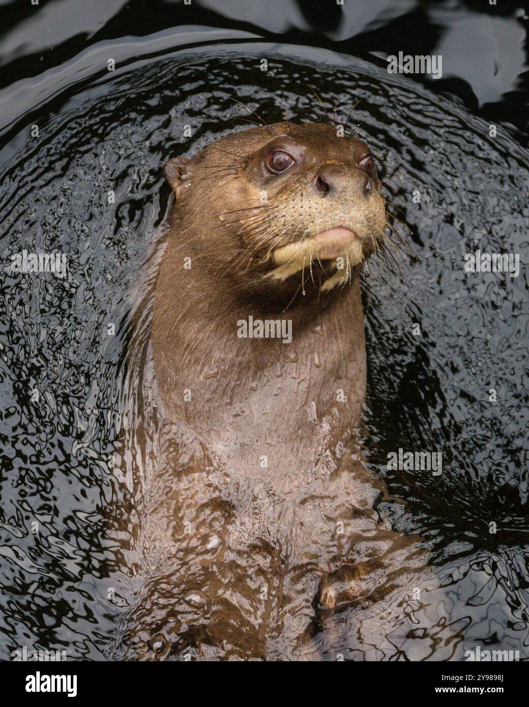 Giant otter or giant river otter, Pteronura brasiliensis, swimming in ...