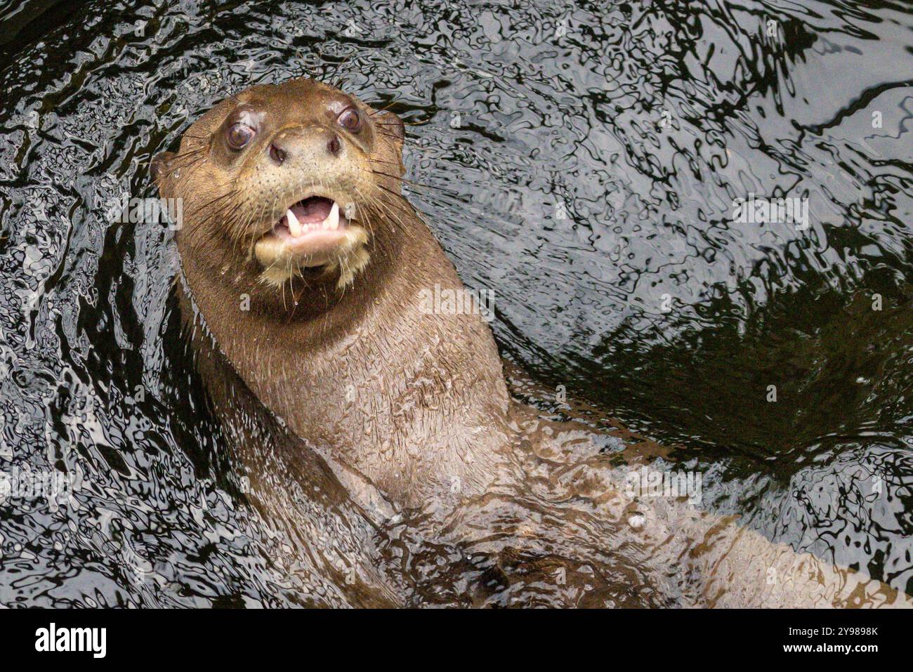 Giant otter or giant river otter, Pteronura brasiliensis, swimming in ...