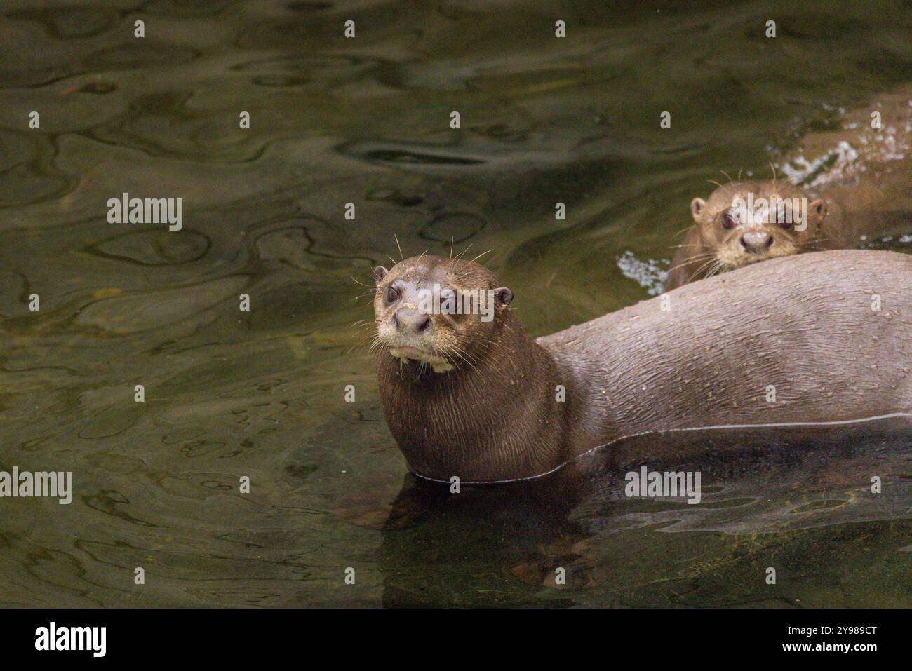 Giant otter pair (also giant river otters), Pteronura brasiliensis, swimming in water, captive ...