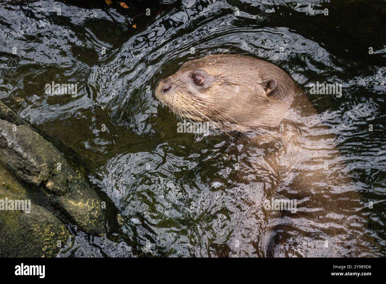 Giant otter or giant river otter, Pteronura brasiliensis, swimming in ...