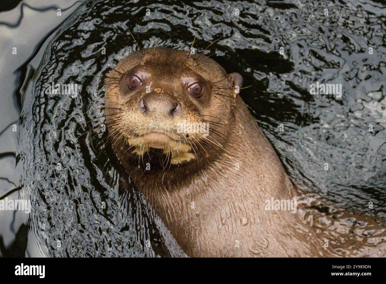 Giant otter or giant river otter, Pteronura brasiliensis, swimming in ...
