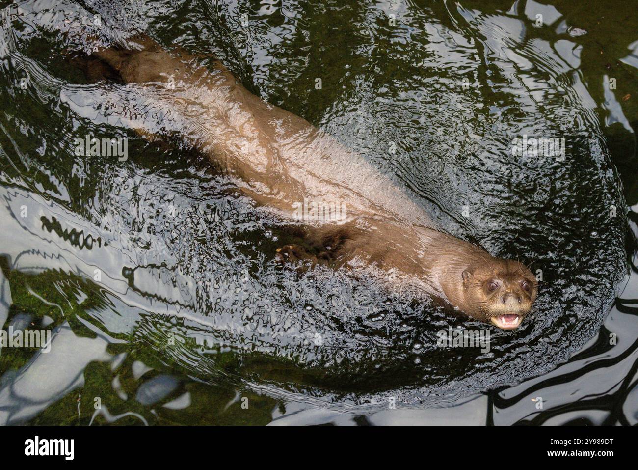 Giant otter or giant river otter, Pteronura brasiliensis, swimming in ...