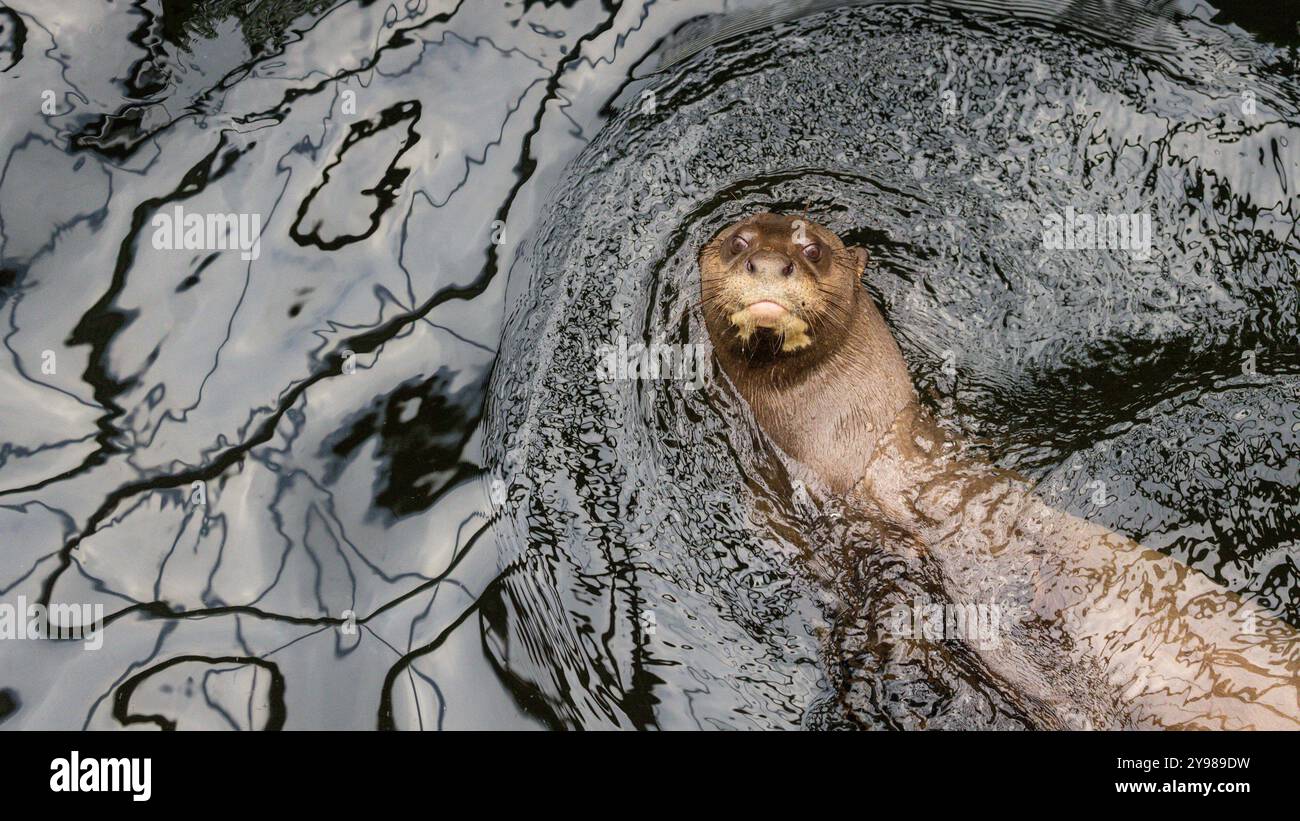 Giant otter or giant river otter, Pteronura brasiliensis, swimming in ...