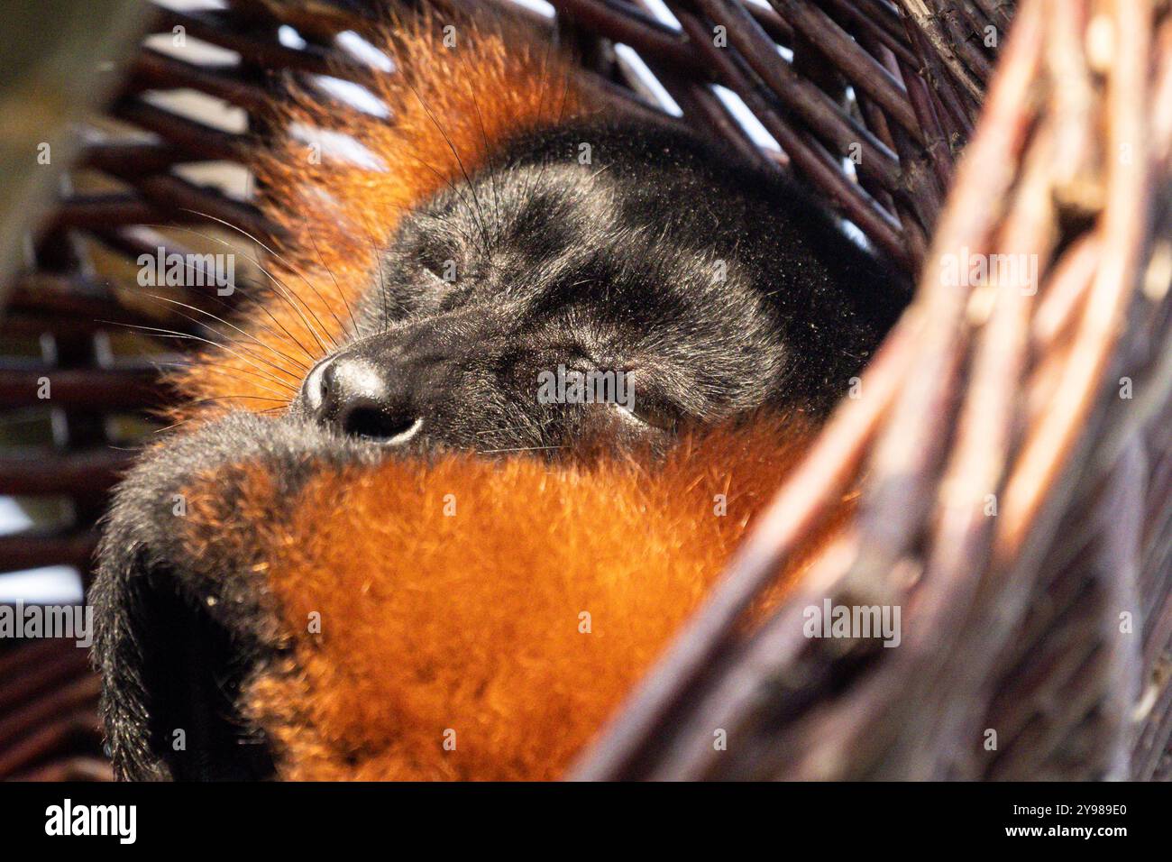 Red ruffed lemur (Varecia rubra), female, close up sleeping, captive ...