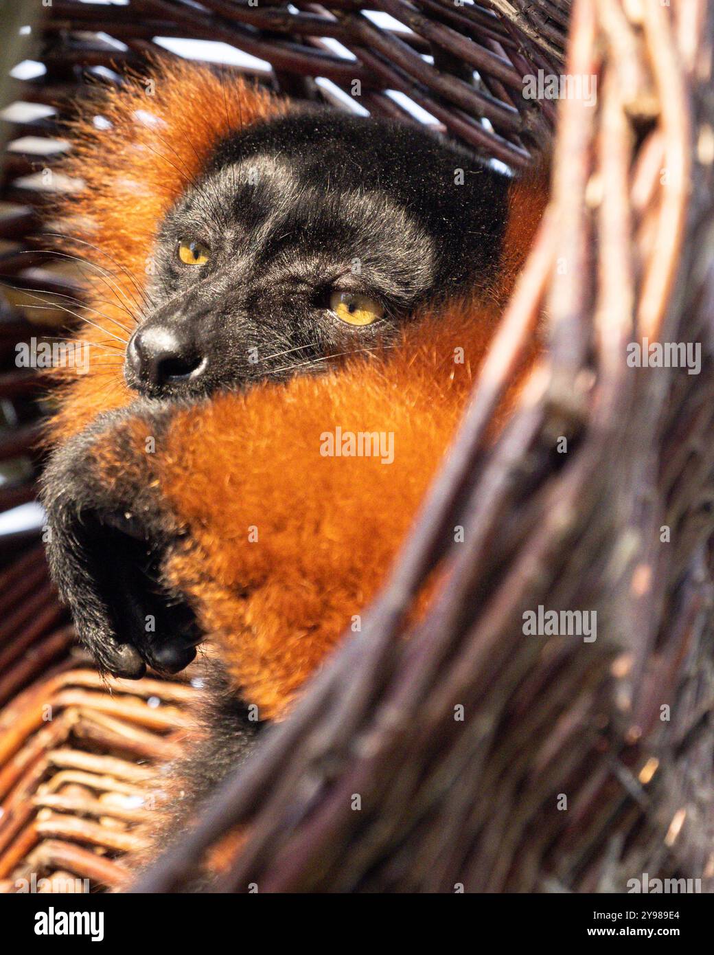 Red ruffed lemur (Varecia rubra), female, close up, captive, critically ...
