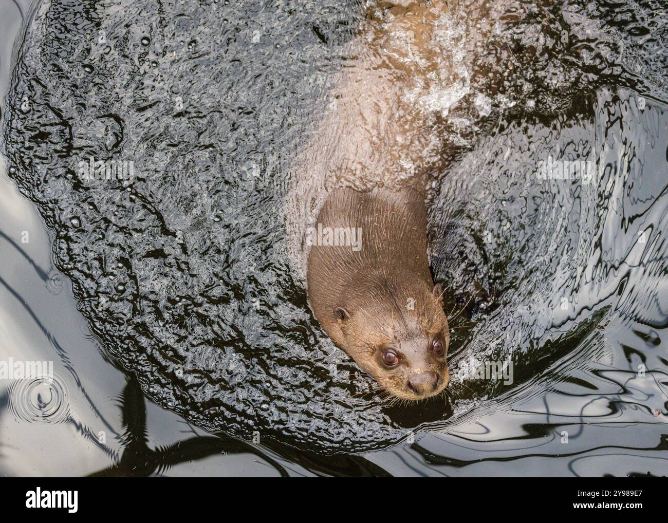 Giant otter or giant river otter, Pteronura brasiliensis, swimming in ...