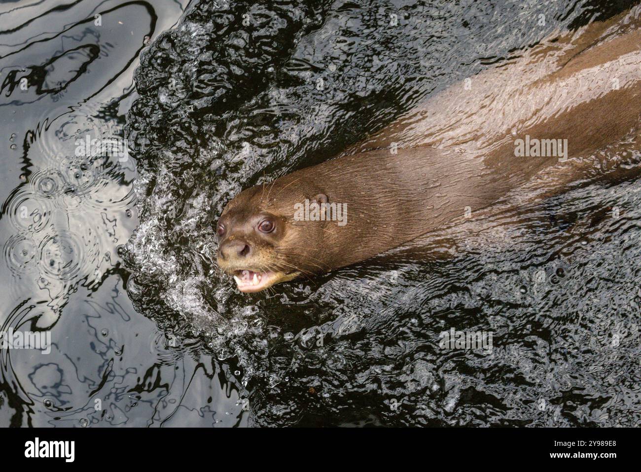 Giant otter or giant river otter, Pteronura brasiliensis, swimming in ...