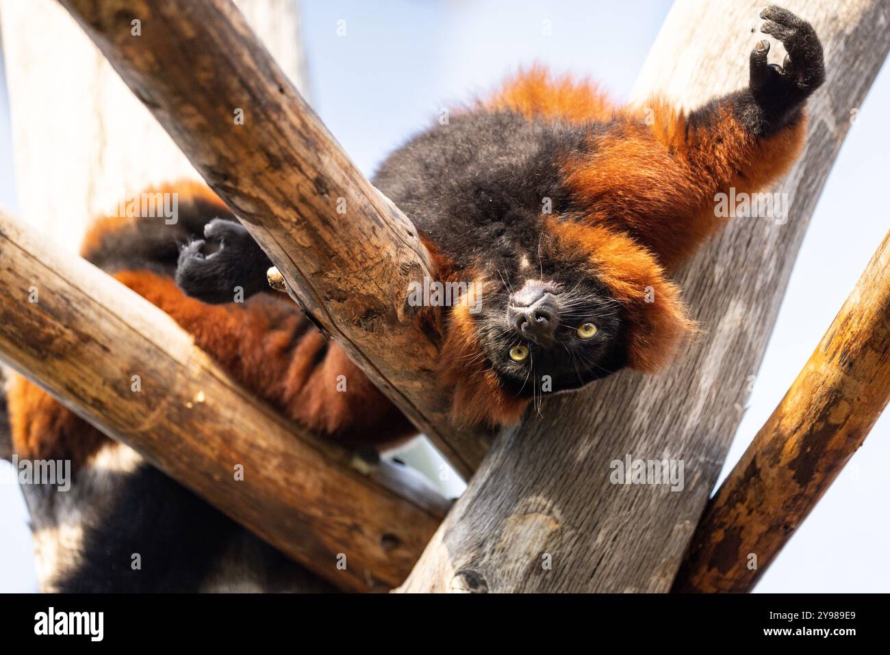 Red ruffed lemur (Varecia rubra), female, close up, captive, critically ...