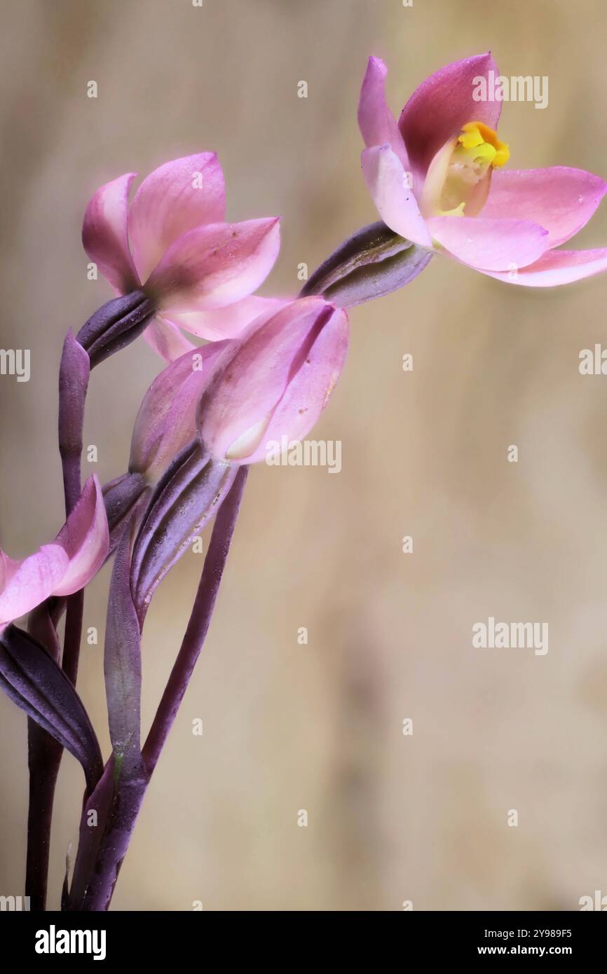 Salmon Sun Orchid (Thelymitra rubra) flowers and buds. Australian ...