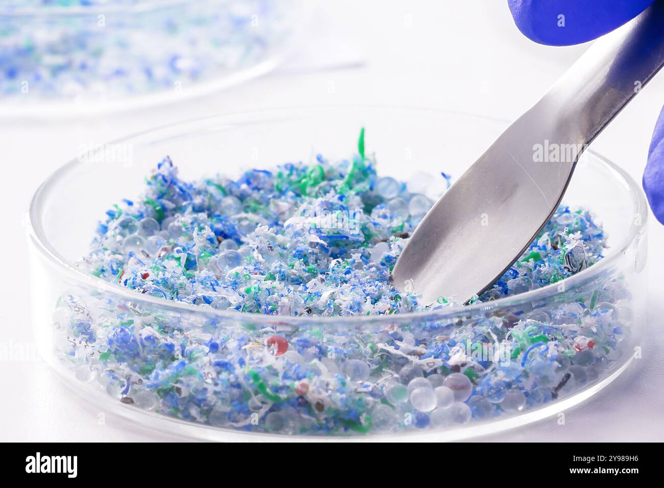 hand of traces of plastic and microplastic in petri dish, analyzed in ...