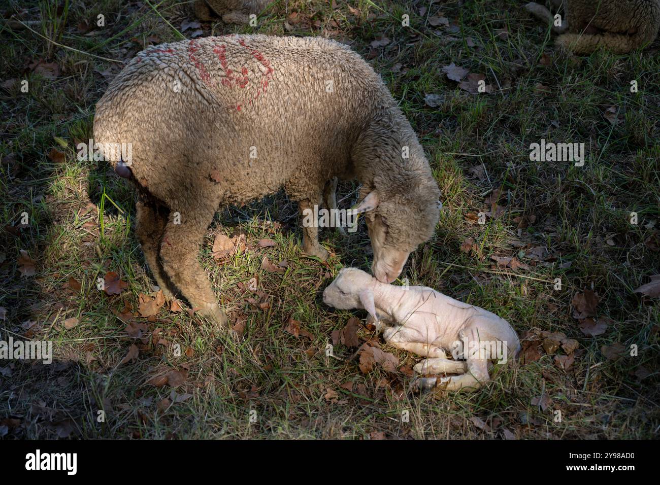A sheep with her new born lamb, Saint-Remy-de-Provence, France Stock ...