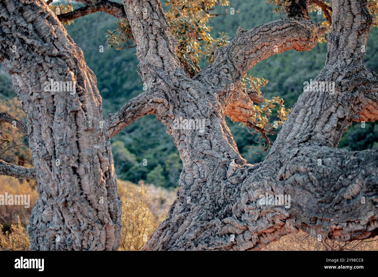 French oak tree hi-res stock photography and images - Alamy