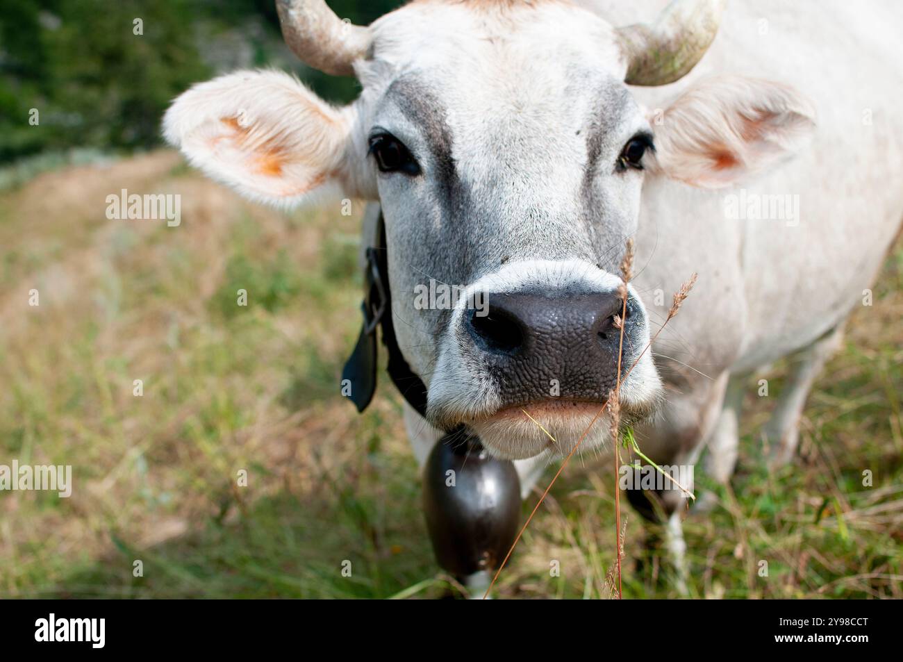 Muzzle of a cow while grazing in the mountains in the Maritime Alps ...